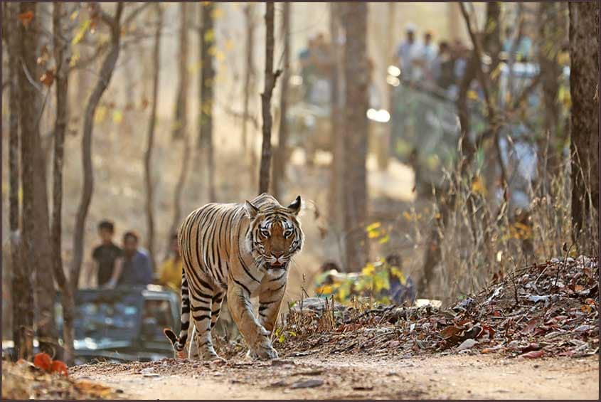 Pench Tiger reserve - Ramtek Darshan